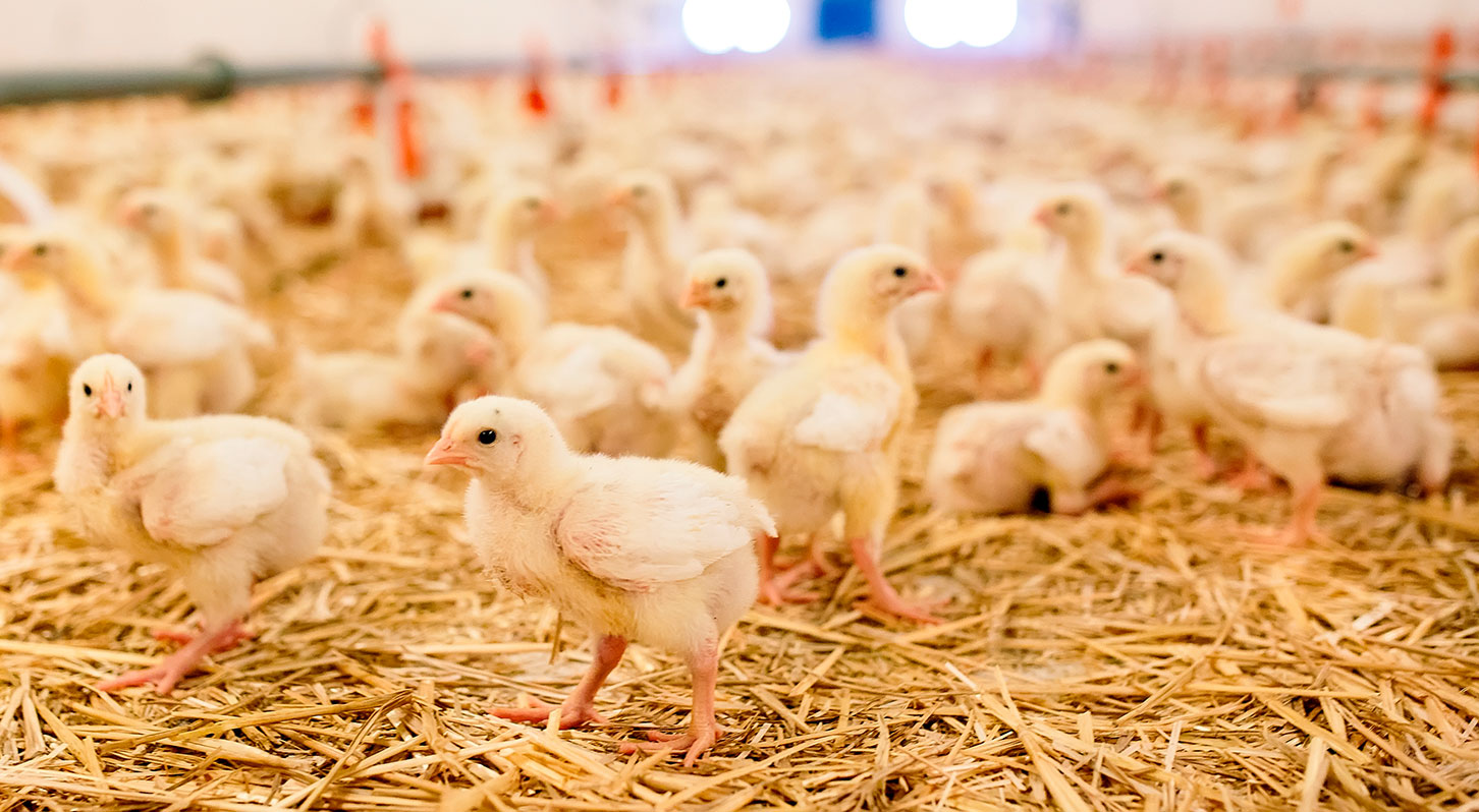 Breeder Farms | Exafan