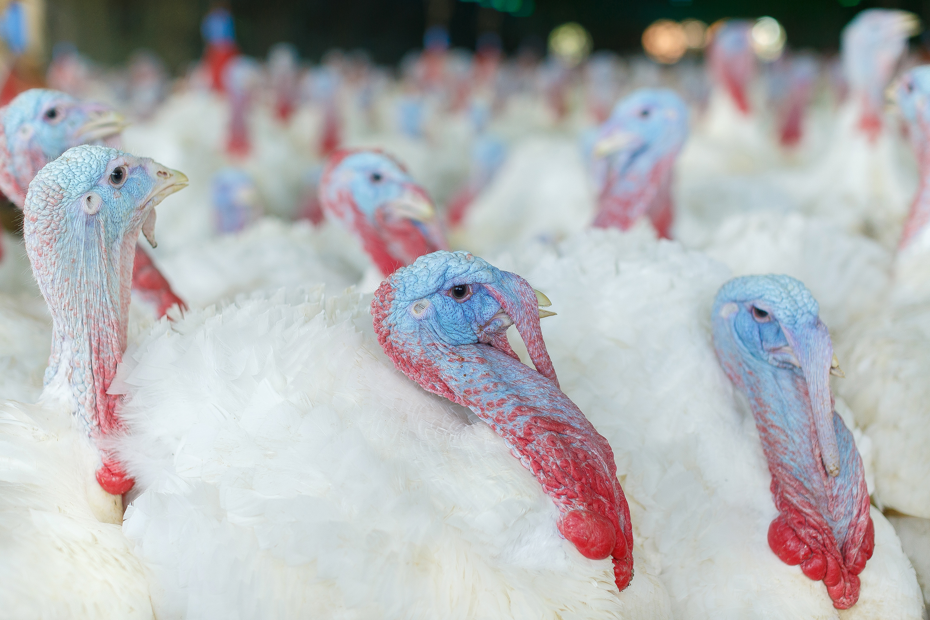 Sad Turkey Farms Chicken