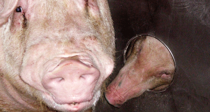 HEAT DETECTION SYSTEM - Exafan | Exafan