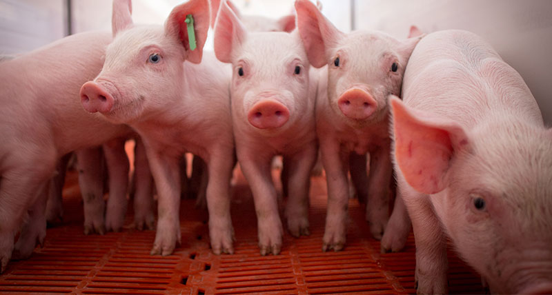 Slat de destete | Exafan