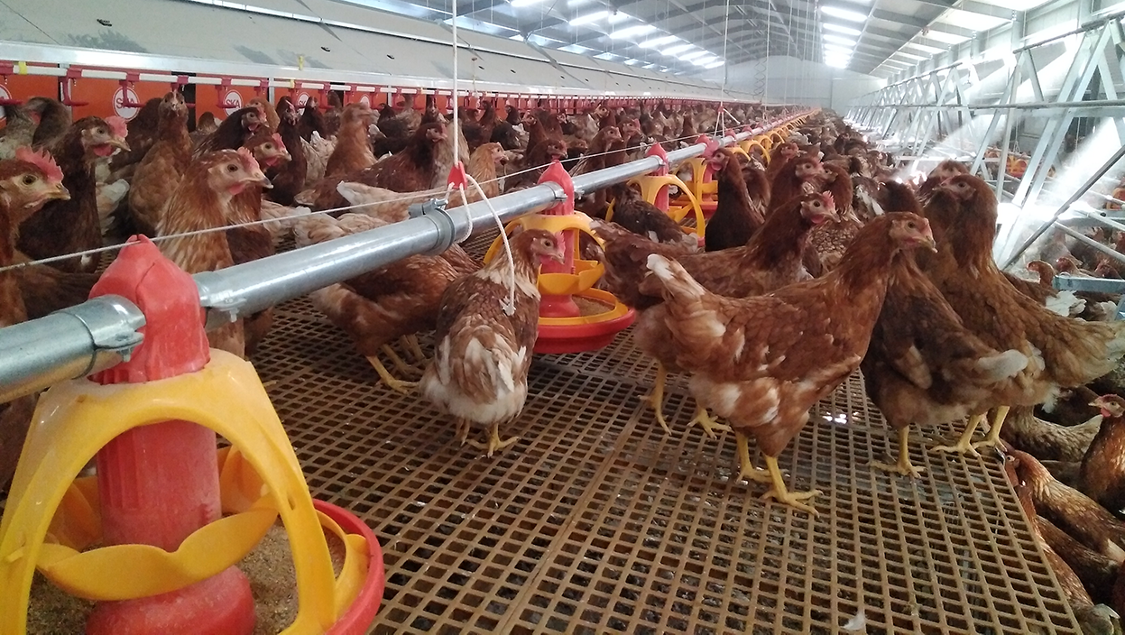 Lyra Poultry Pan feeder | Exafan