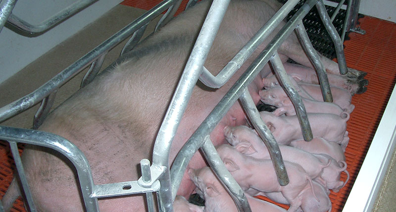 Slat para madres | Exafan