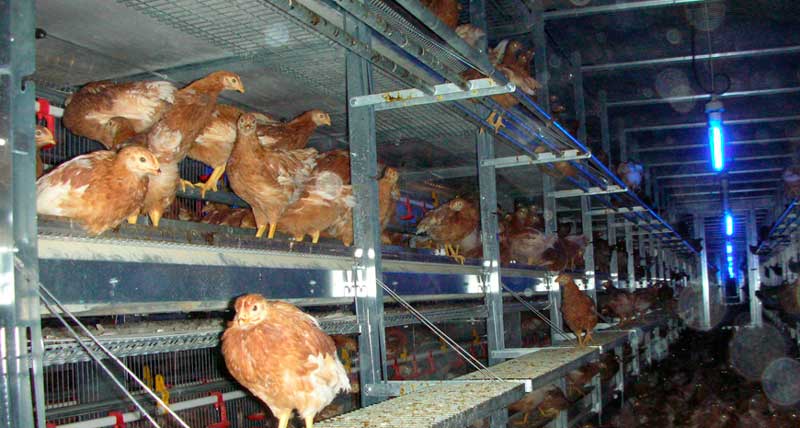 Aviario GEMINI | Exafan