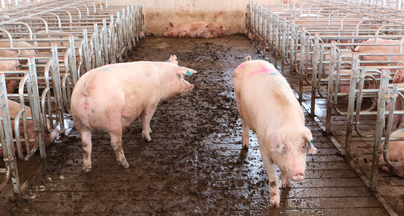 FREE ACCESS STALLS - Exafan | Exafan