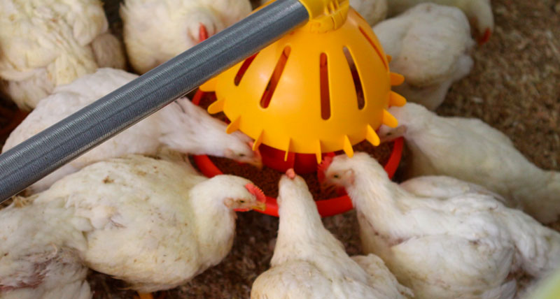 EOS PAN FEEDER FOR BROILERS | Exafan