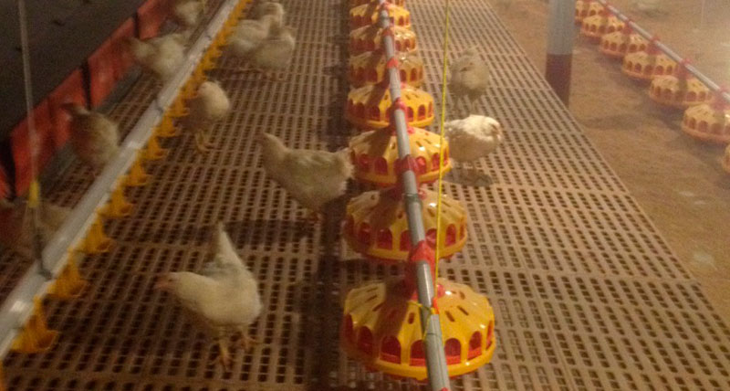 Comedero para gallinas reproductoras VEGA | Exafan