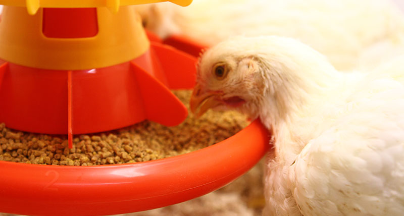 EOS PAN FEEDER FOR BROILERS | Exafan
