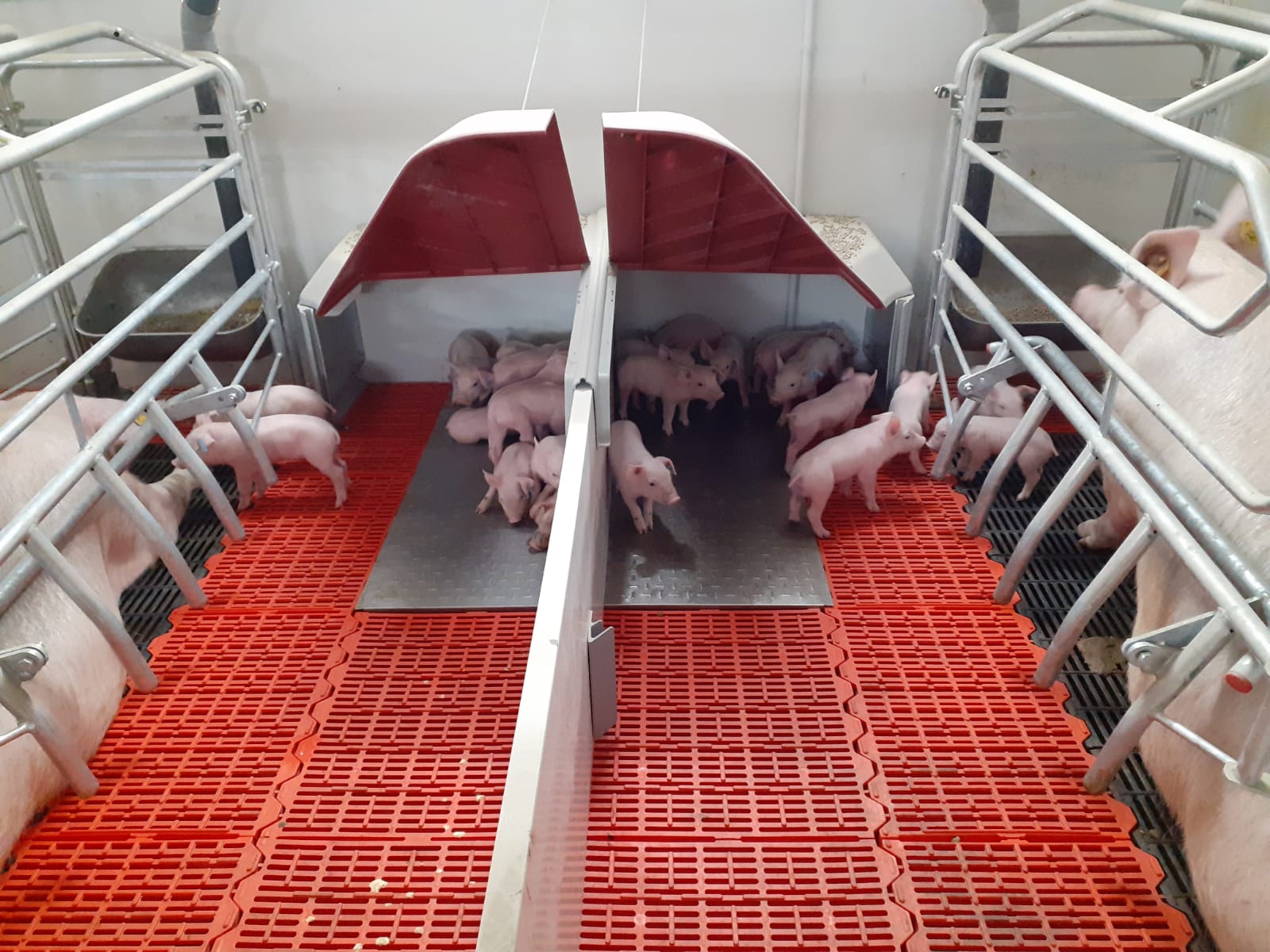 Placa calefacción eléctrica de acero inoxidable | Exafan