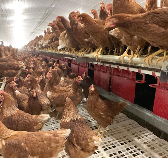 Vencomatic Nest | Exafan