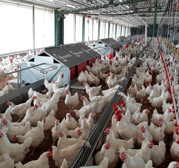 Vencomatic Nest Condor | Exafan