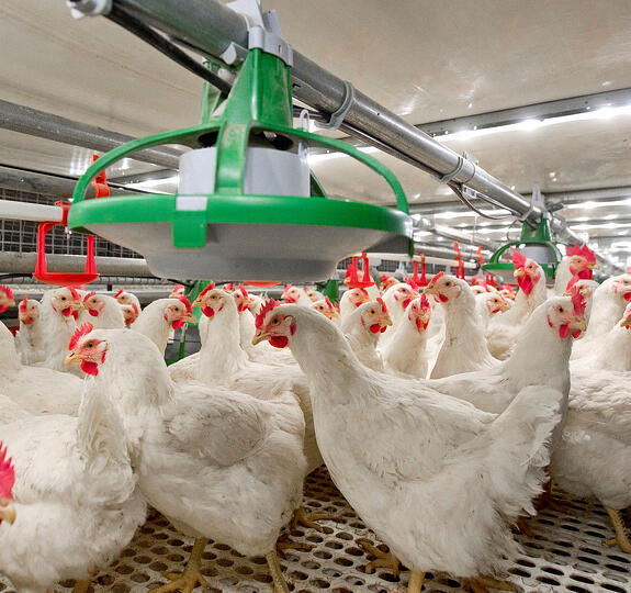 Veranda Breeder | Exafan