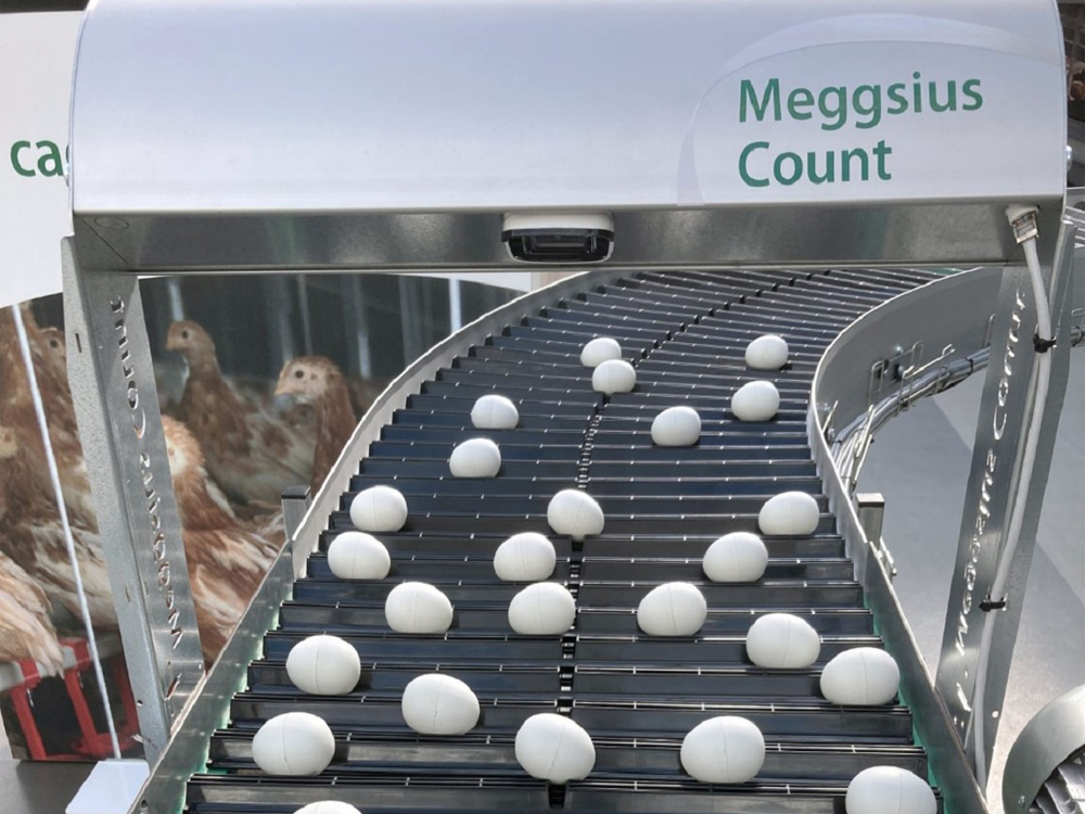 Meggsius Count | Exafan