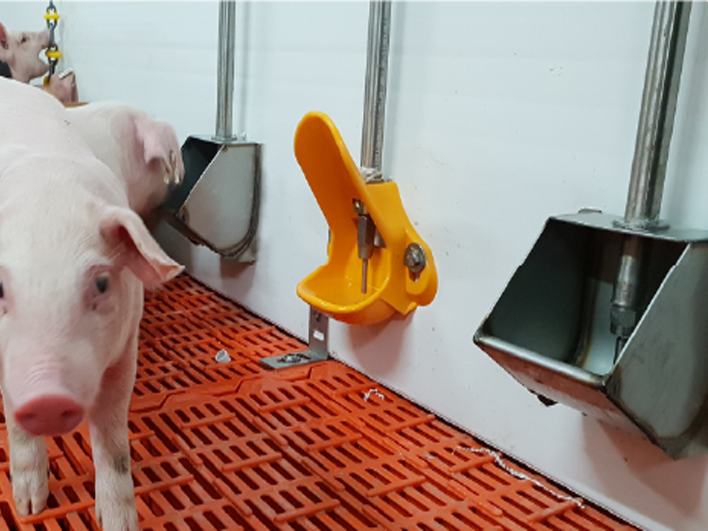 Bebedero rectangular para lechones de acero inoxidable | Exafan