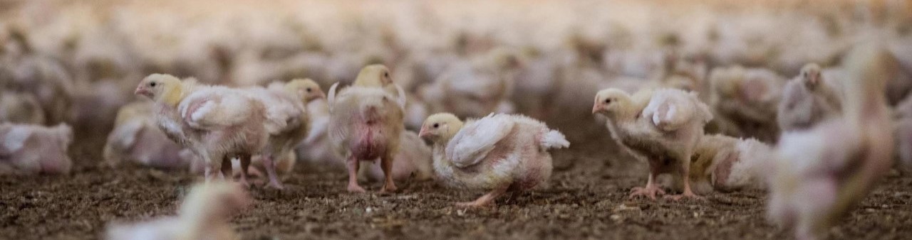 Engorde de pollos (Broilers) | Exafan