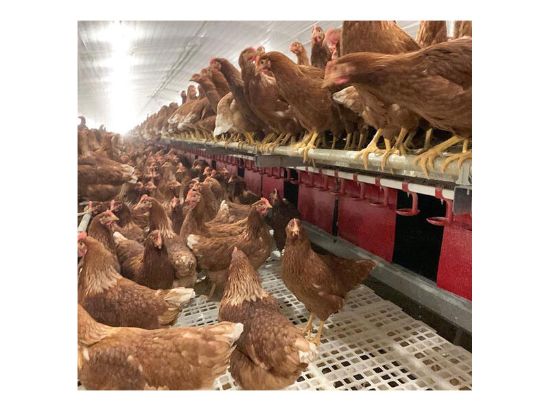 Vencomatic Nest | Exafan