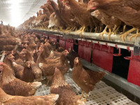 Vencomatic Nest | Exafan