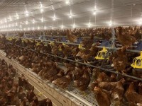 Vencomatic Nest | Exafan