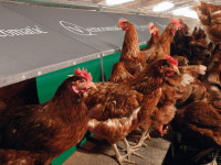 Vencomatic Nest | Exafan