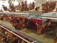 Vencomatic Nest | Exafan